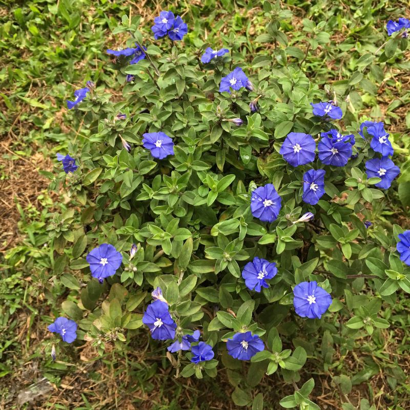 Jual TANAMAN HIAS BUNGA BABY BLUE EYES/NEMOPHILA | Shopee Indonesia