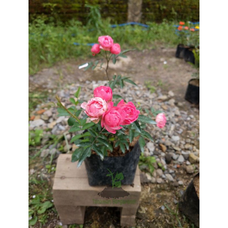 Jual Tanaman Bunga Mawar Kubis / Mawar Telor Pink Berbunga (rosa ... Jual Tanaman Bunga Mawar Kubis / Mawar Telor Pink Berbunga (rosa ...