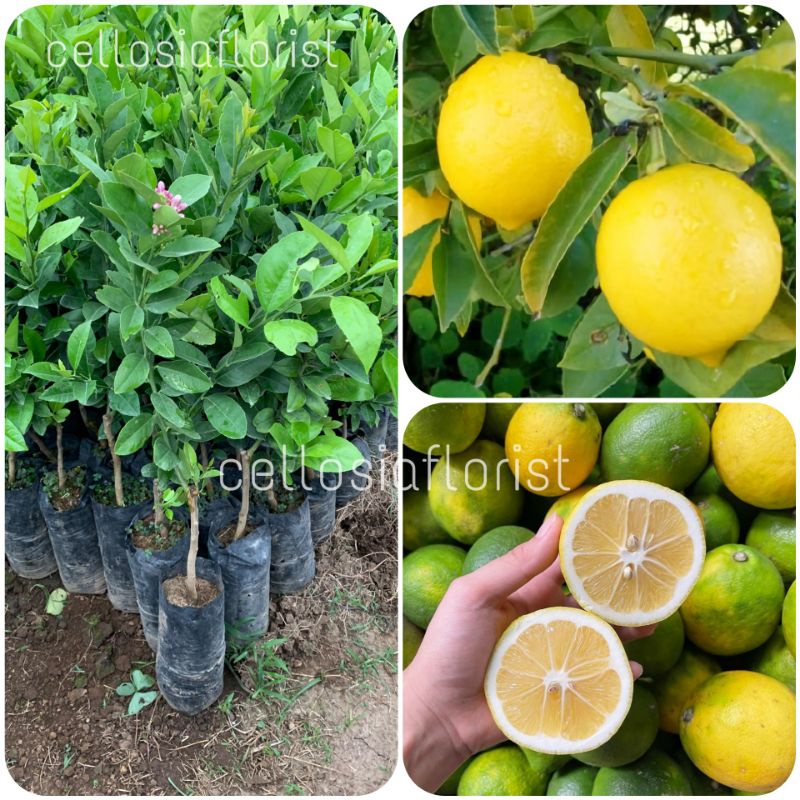 Jual Bibit Jeruk Lemon California Okulasi Tanaman Sudah Berbunga Siap ...