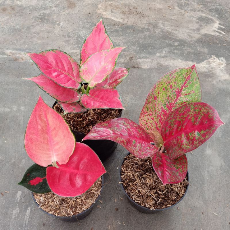 Jual paket 3 (suksom-red anja-red stardust) paket 3 anakan aglonema ...