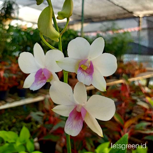 Jual Anggrek Dendrobium Pure Charming | Shopee Indonesia