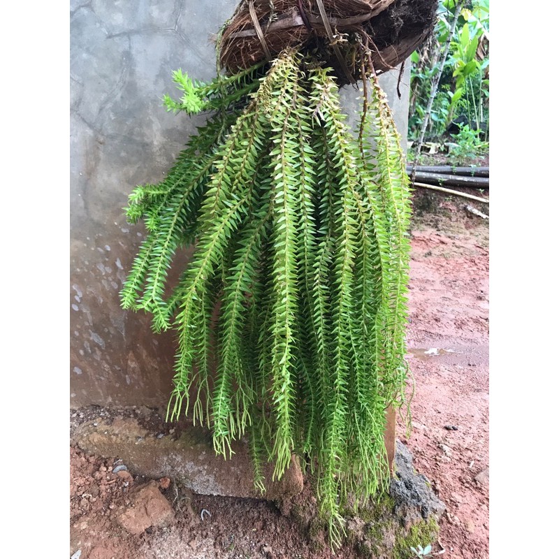 Jual Kumpai Bintang Batang Besar Huperzia Phlegmaria | Shopee Indonesia