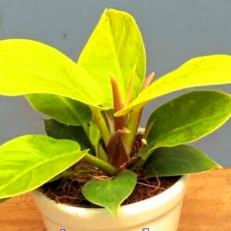 Jual Tanaman hias philodendron monligh lemon/Tanaman hias philodendron ...