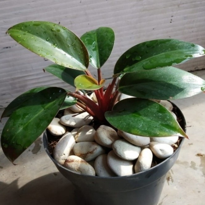 Jual Pohon Philo Red Congo Tanaman Hias Philodendron Red Congo | Shopee ...