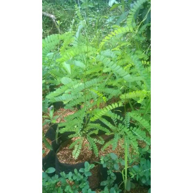 Jual Tanaman herbal daun saga-pohon saga | Shopee Indonesia