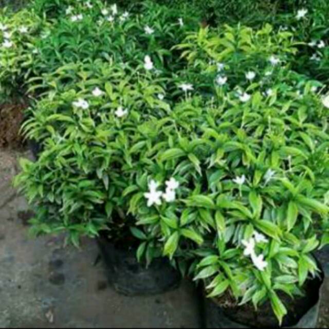 Jual Bibit bunga sabrina | Shopee Indonesia