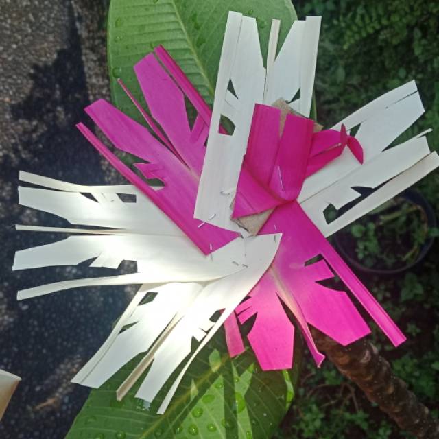 Jual Sampian kembang canang bali busung ibug 25pcs | Shopee Indonesia