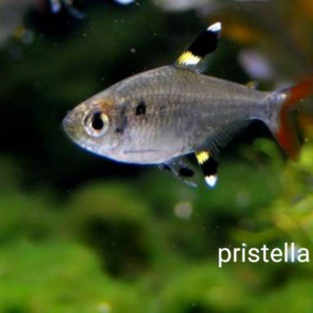 Jual Ikan hias pristella x-ray Pristela fristela fish aquascape ...