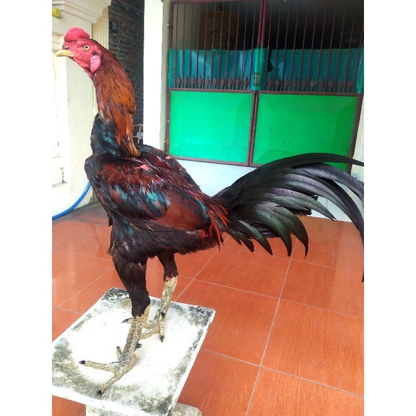 Jual Telur Fertil Ayam Mangon F1 line Yongkere JR | Shopee Indonesia