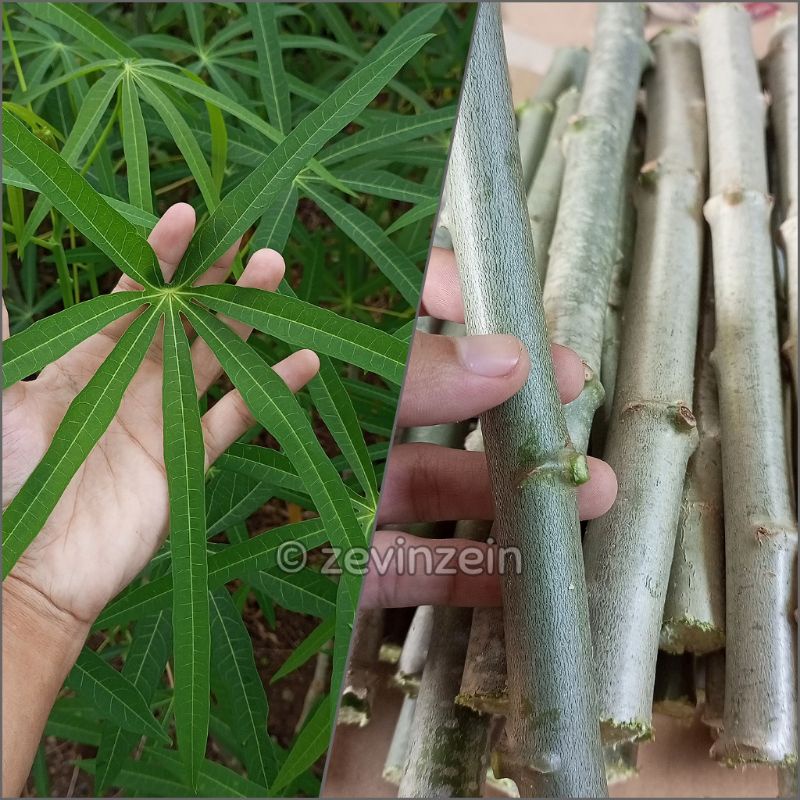 Jual Bibit Stek Singkong Sayur Daun Sempit | Shopee Indonesia