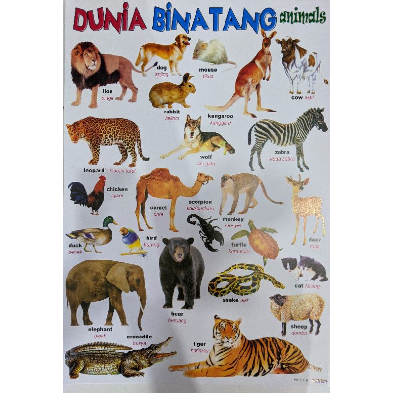 Jual POSTER EDUKASI HEWAN KARNIVORA/HERBIVORA/ANAIMASI HEWAN | Shopee ...