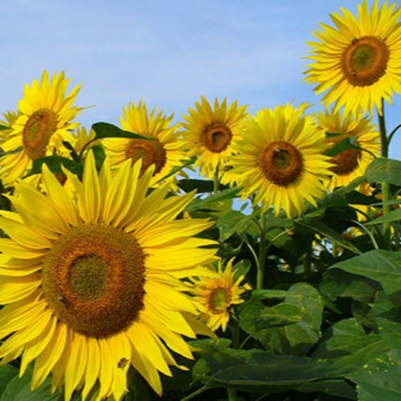 Jual 5 Biji Bunga Matahari HELINA | Benih Bunga | Benih Bunga Matahari | Shopee Indonesia