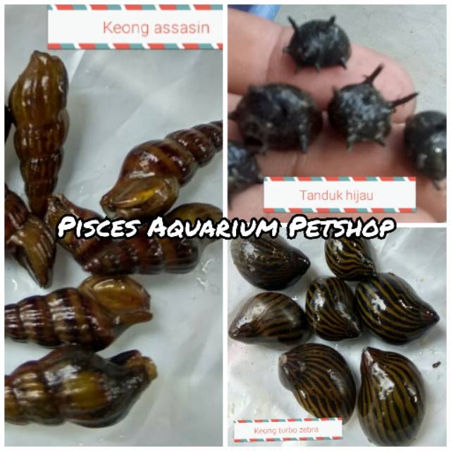 Jual KEONG SIPUT AQUASCAPE ASSASIN TURBO TANDUK | Shopee Indonesia