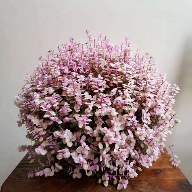 Jual CANTIK !! Tanaman hias calisia repens include pot gantung | Shopee ...