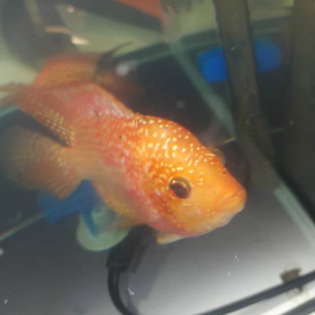 Jual Ikan louhan golden base crosshead dan crossface ukuran 12 cm ...