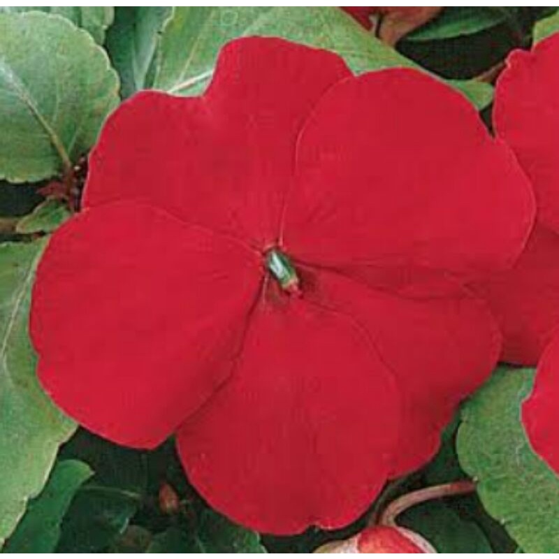 Jual tanaman hias impatiens/pacar air | Shopee Indonesia