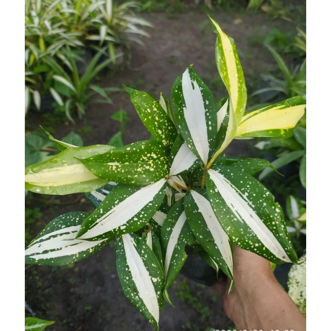 Jual bambu florida varigata | Shopee Indonesia