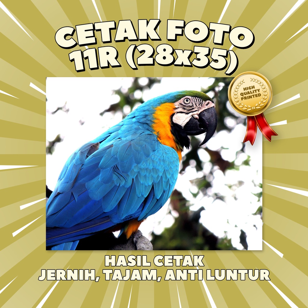 Jual Cetak Foto Ukuran 11R (28x35) Prophoto Paper High Resolution ...
