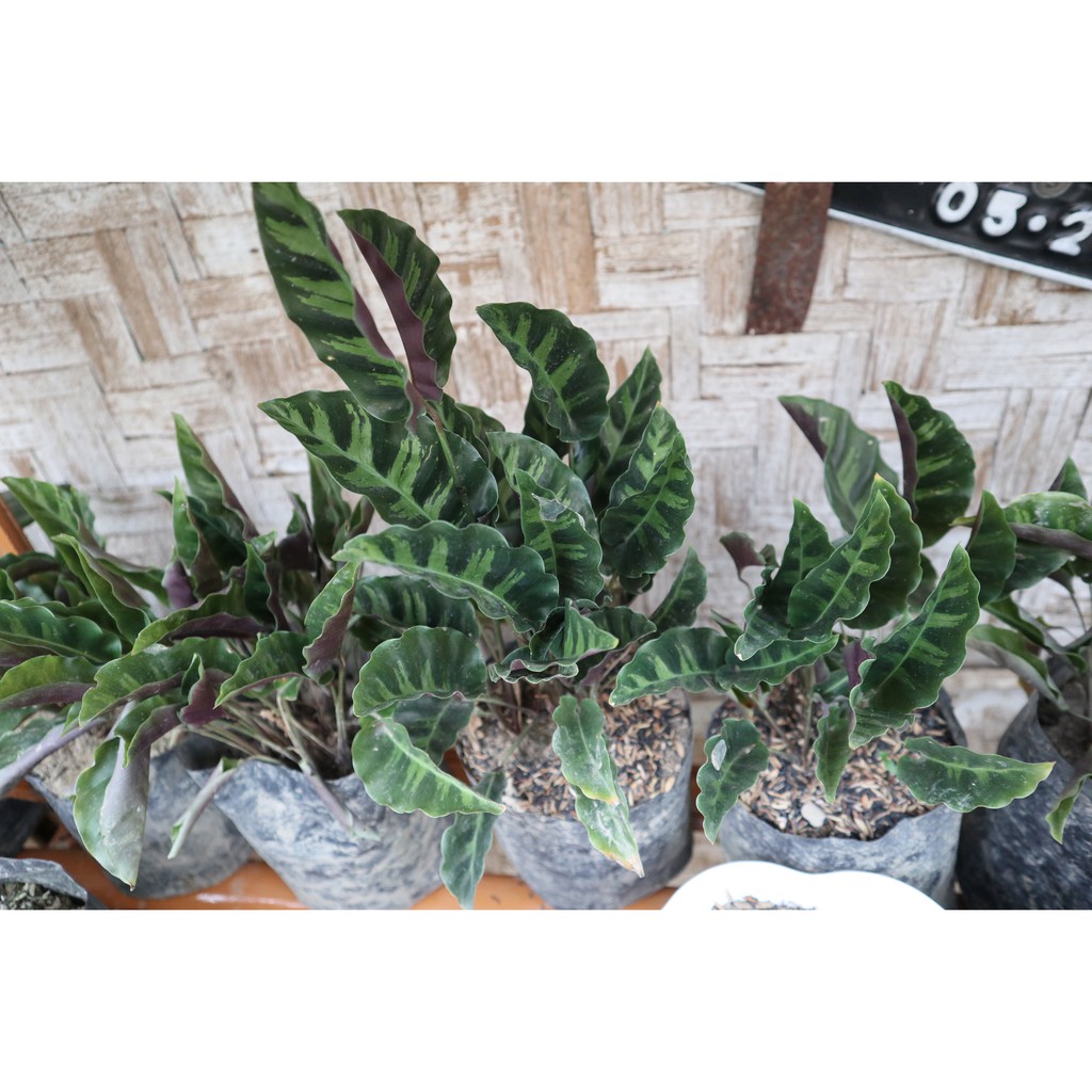 Jual Calathea Misto - Tanaman Hias | Shopee Indonesia