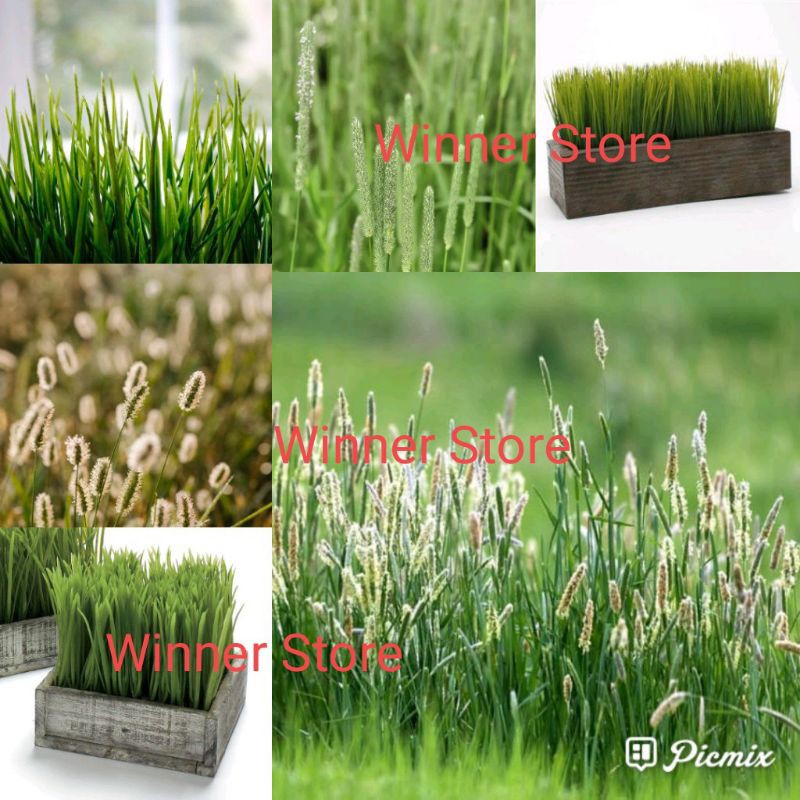 Jual Bibit Benih Rumput Timothy (5 Butir) | Shopee Indonesia