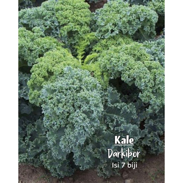 Jual kale Darkibor benih isi 5 biji | Shopee Indonesia