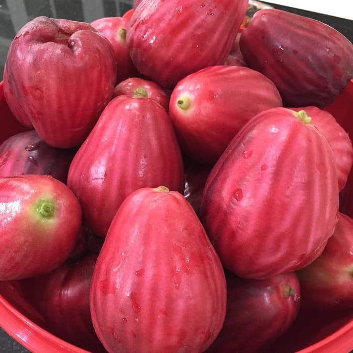 Jual k1ds Bibit Jambu Bol Jamaica Tanaman Buah Jambu Jamaica Bibit Buah ...
