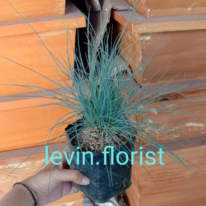 Jual Festuca glauca / Blue grass / blue fescue grass / rumput biru ...