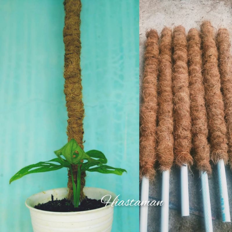 Jual Turus tiang penyangga tanaman rambat polos | Shopee Indonesia