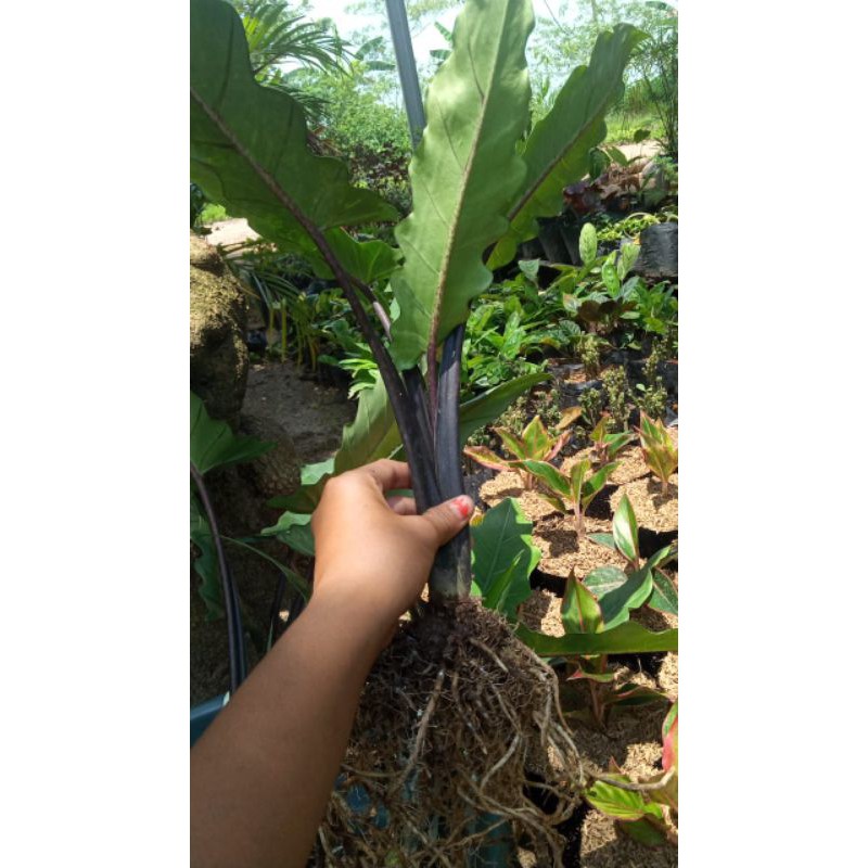 Jual Tanaman Hias/Keladi Kris Papua/keladi/caladium/caladium murah ...