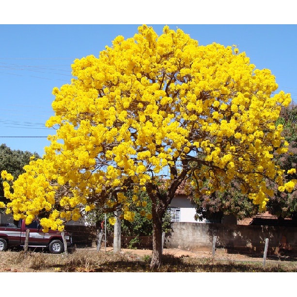 Jual Tabebuya kuning (Handroanthus chrysotrichus)- Bibit tanaman ...
