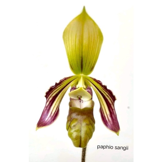 Jual Anggrek Paphiopedilum Sangii | Papio Sangi Siap Bunga | Shopee ...