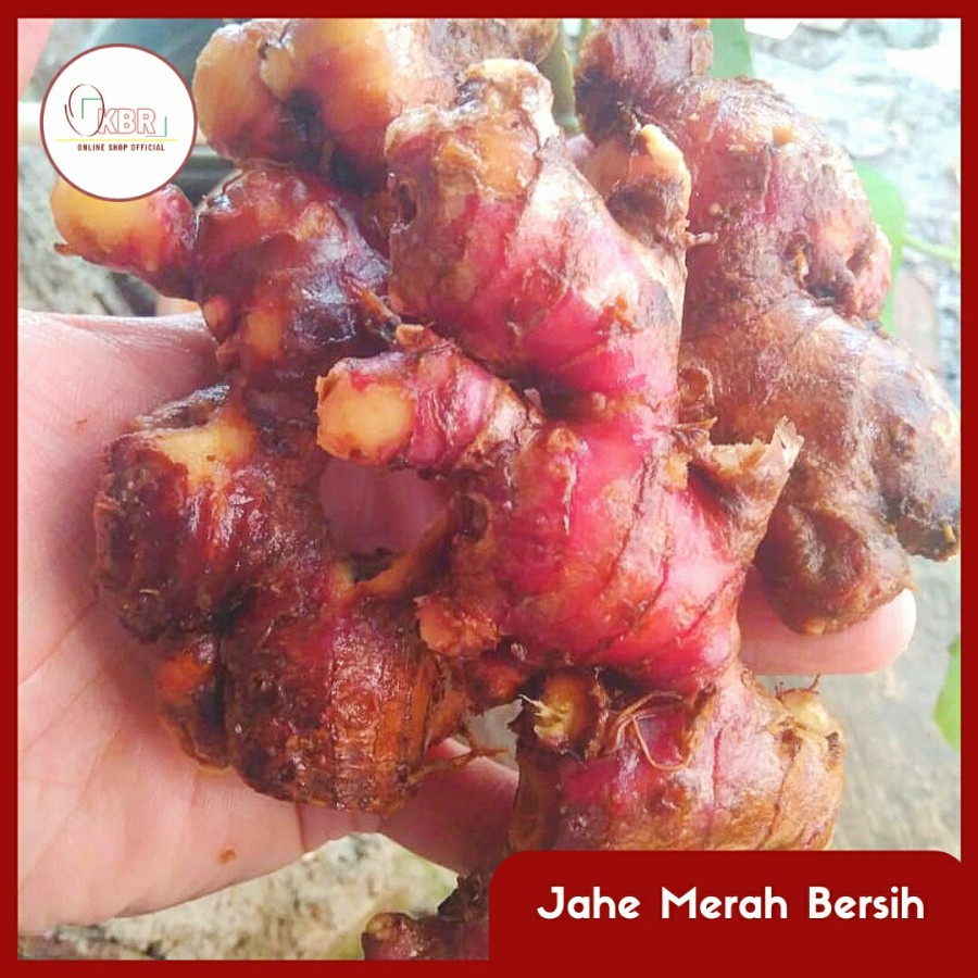 Jual Jahe merah segar cuci 1kg/Jahe merah cuci 1kg | Shopee Indonesia