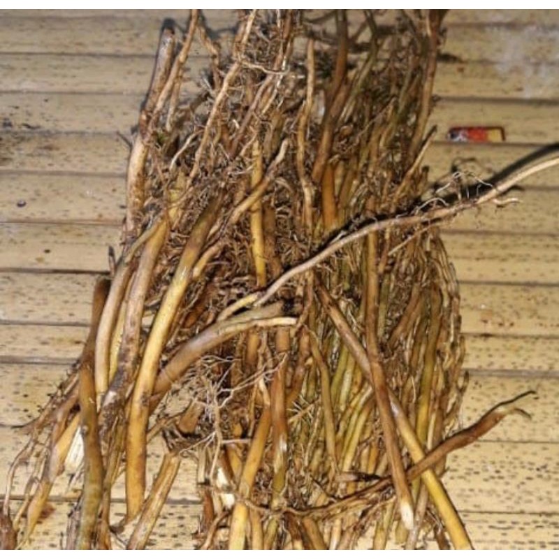 Jual Akar bambu kuning 250 gram | Shopee Indonesia