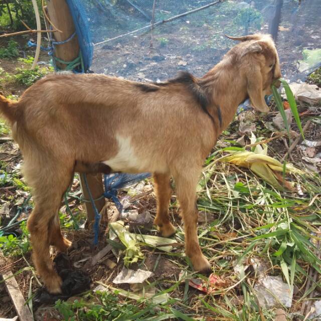 Jual Kambing Qurban | Shopee Indonesia