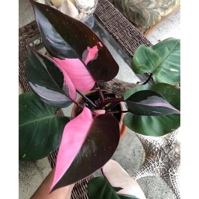 Jual Philodendron Pink Congo Tanaman hias philodendron congo pink philo ...