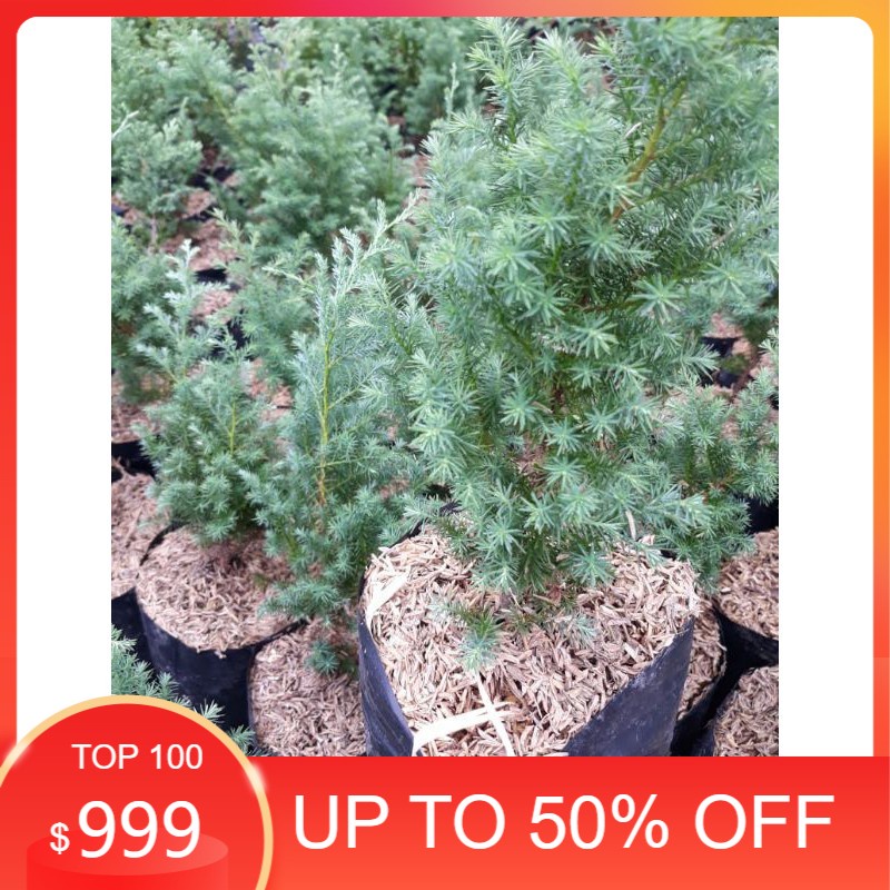 Jual POHON CEMARA PUAPUA RIMBUN / Cemara harga murah | Shopee Indonesia