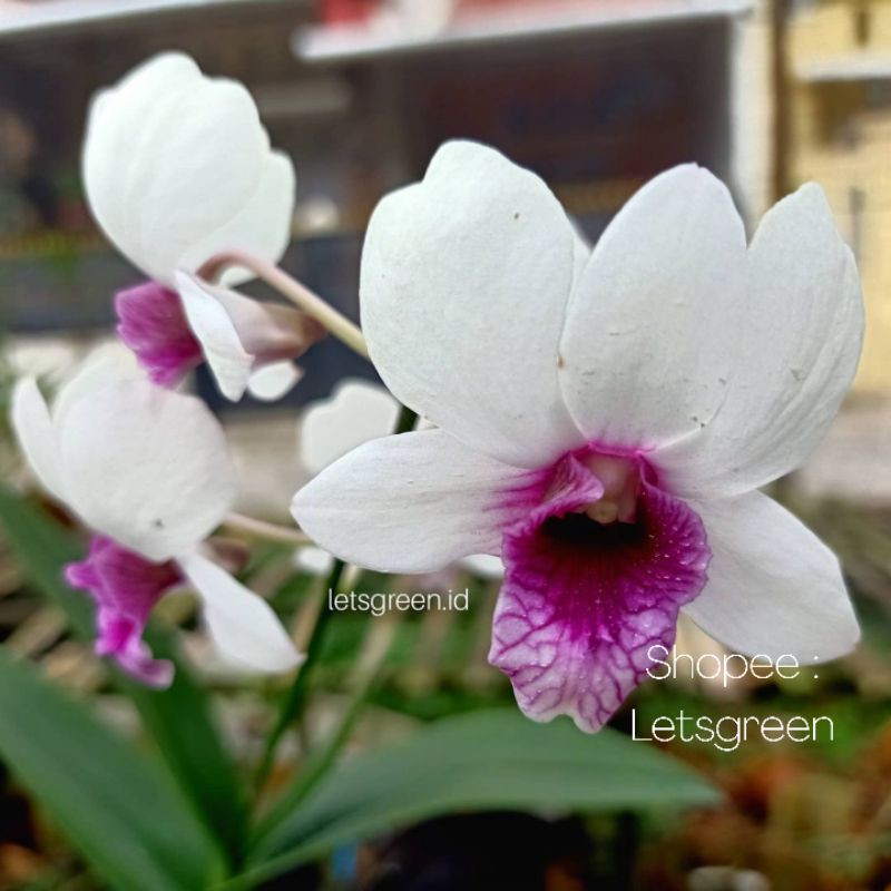 Jual Anggrek Dendrobium Snowboy (Plant Mini) | Shopee Indonesia