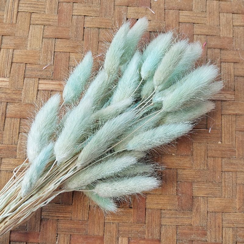 Jual Bunga kering bunny tail lagurus bahan mahar rustic scrapbook bahan ...