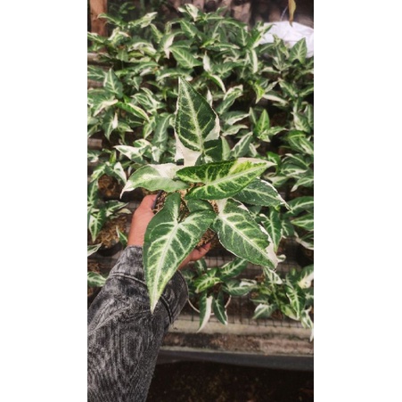 Jual syngonium T25 | Shopee Indonesia