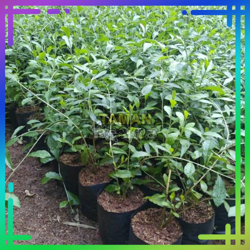 Jual Tanaman Hias Lee Kwan Yu / Li Kuan Yu / Lee Kwan Yew | Shopee ...