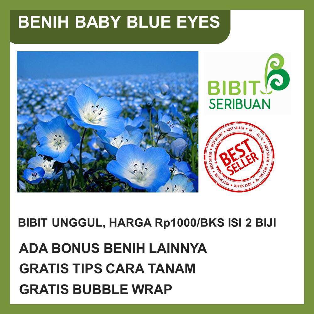 Jual BENIH BUNGA BABY BLUE EYES | Shopee Indonesia