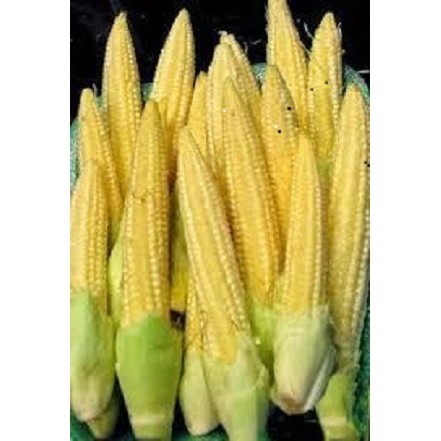 Jual Jagung Muda | Acar | Baby Corn [ Harga Per KG ] | Shopee Indonesia