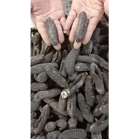 Jual Teripang kering / Hai Sim / Thut Sim / Teripang Tripang 500gr ...