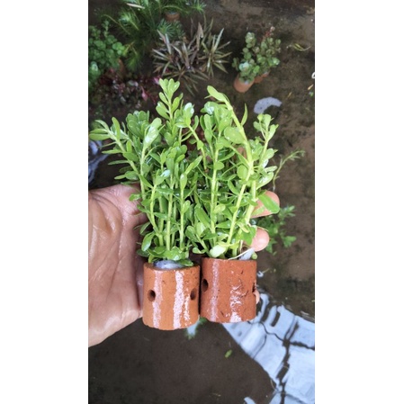 Jual Bacopa monieri / Tanaman aquascape | Shopee Indonesia