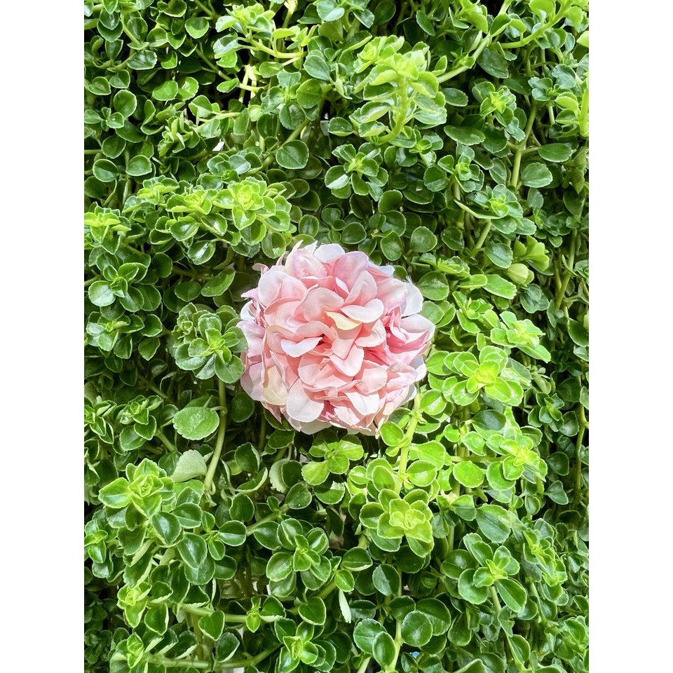 Jual 1PC Kelopak Kepala Bunga HYDRANGEA Plastik - Dekorasi Bunga Hias ...