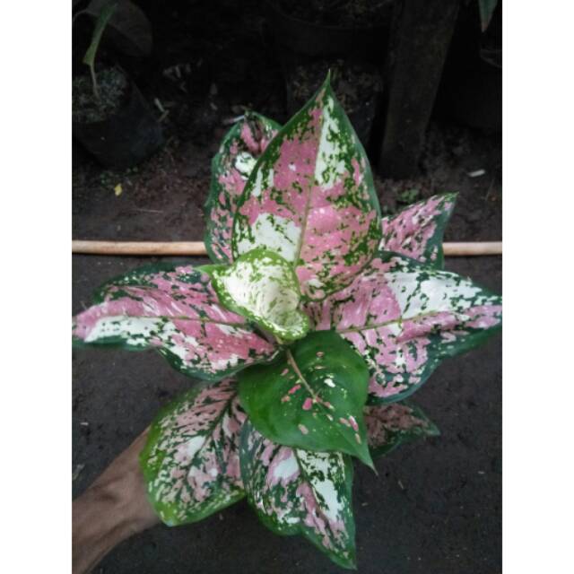 Jual DUD TREE COLOR DEWASA ( tanaman hias Aglonema / aglaonema ...