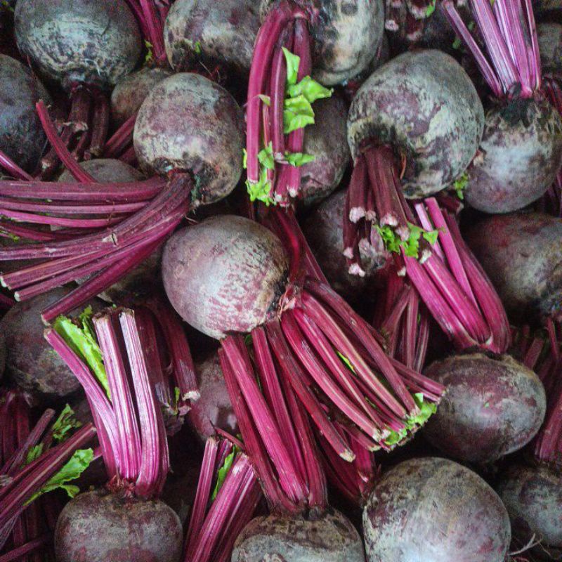 Jual Buah BIT 1Kg Langsung 3-4 dari kebun / Beet Root / Beet / Buah Bit ...