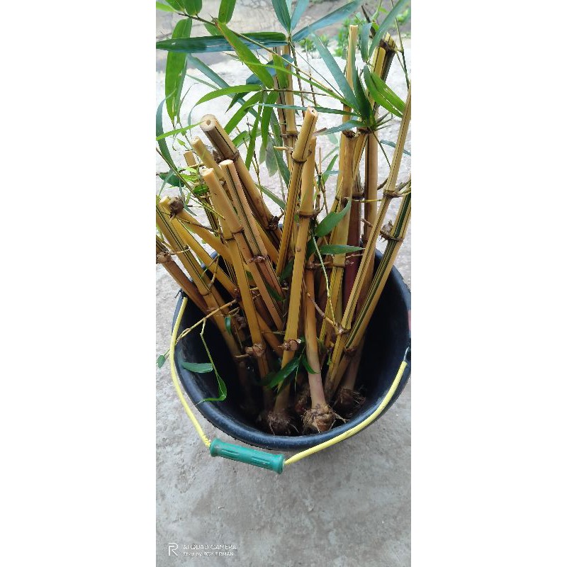 Jual bibit bambu kuning | Shopee Indonesia