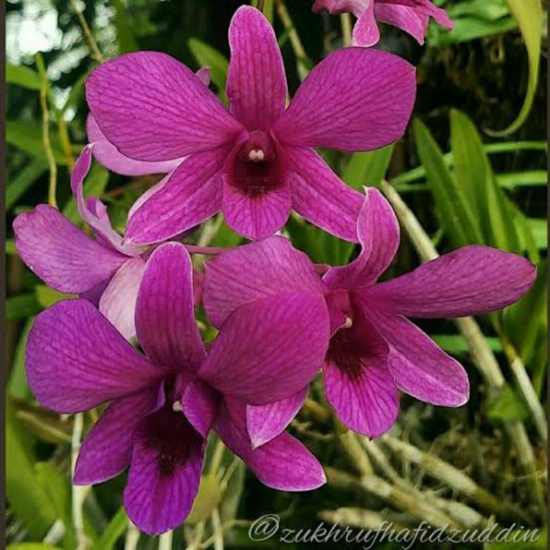 Jual Anggrek Dendrobium Bantimurung Siap Bunga | Shopee Indonesia