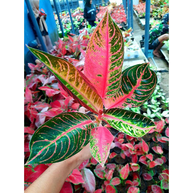 Jual Tanaman hias bunga aglaonema pride of sumatra mutasi | Shopee ...